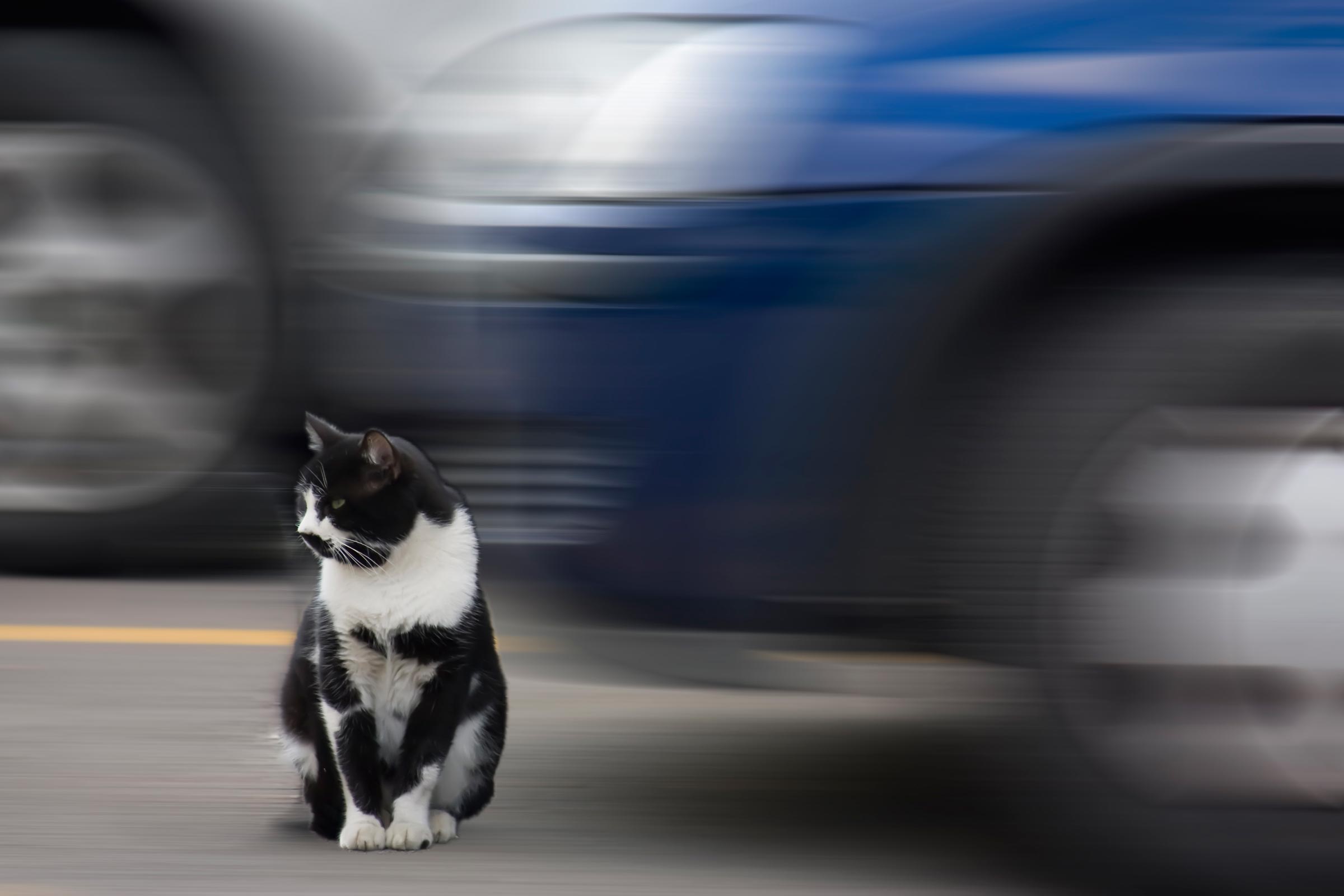 Drivers call for equal rights for cats and dogs | Carbuyer